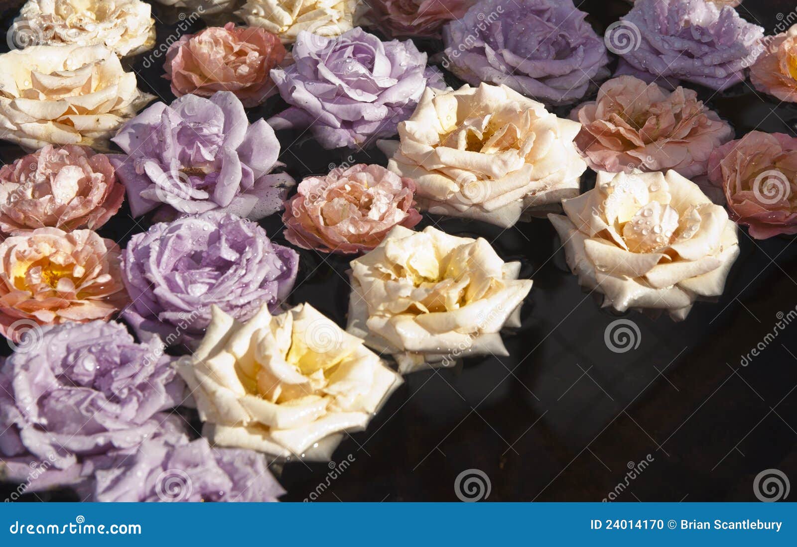 Roses Pastel Colors,floating Stock Photo - Image of smooth, petals ...