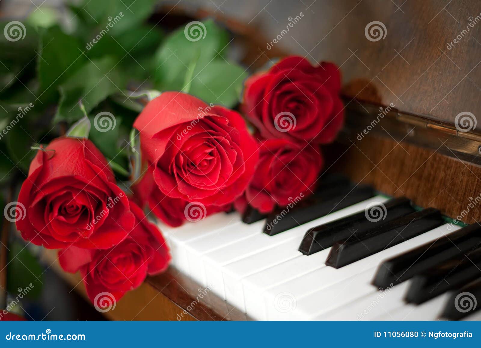 Roses on piano stock photo. Image of musical, music, leaf - 11056080