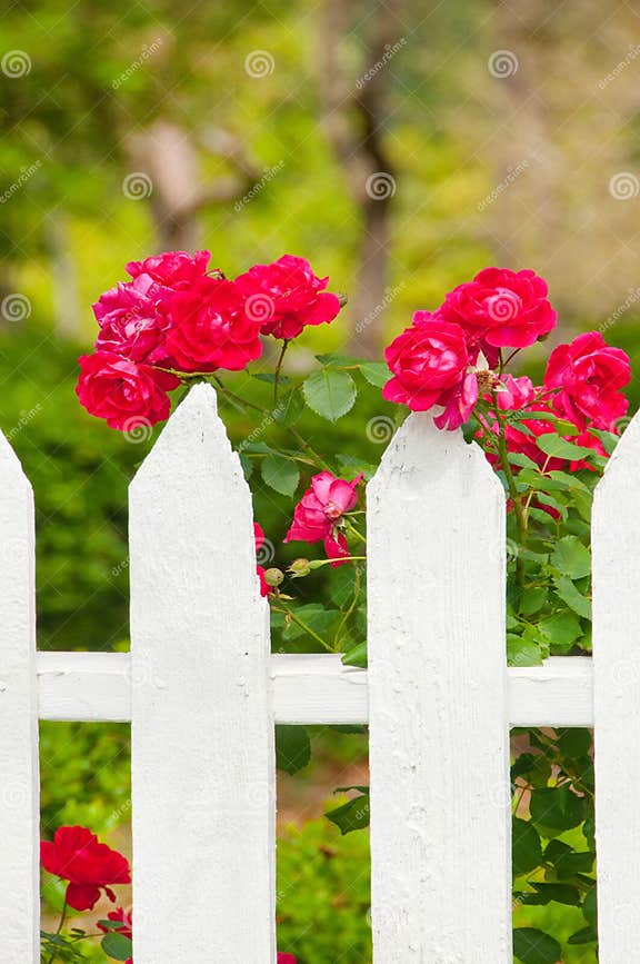 Roses on picket fence stock photo. Image of outside, bloom - 19214754