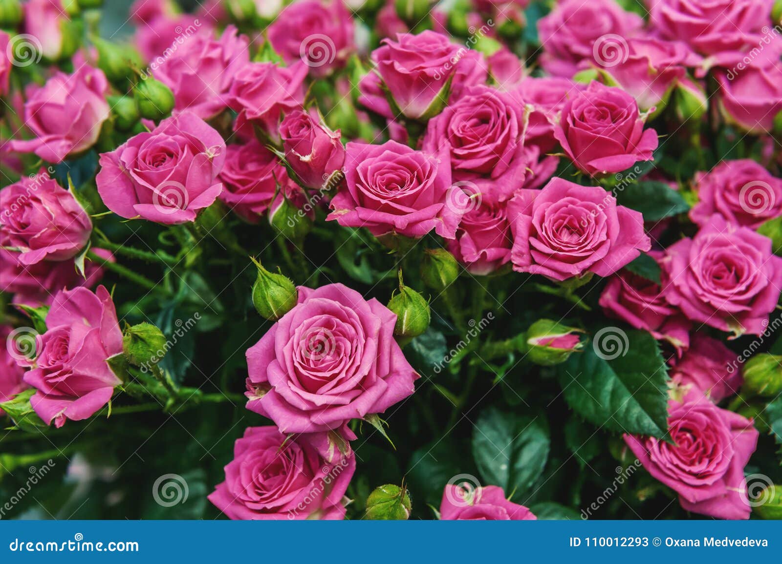 Roses of Pink and Green Modern Varieties in a Bouquet As a Gift ...