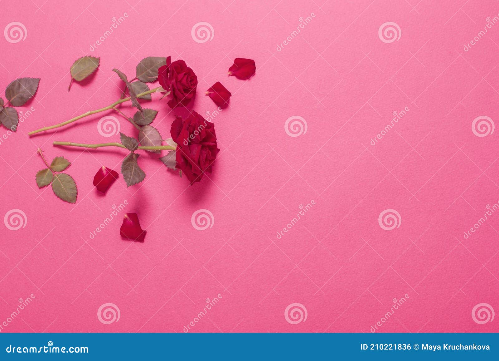 Roses on Pink Paper Background Stock Photo - Image of flower, rose ...