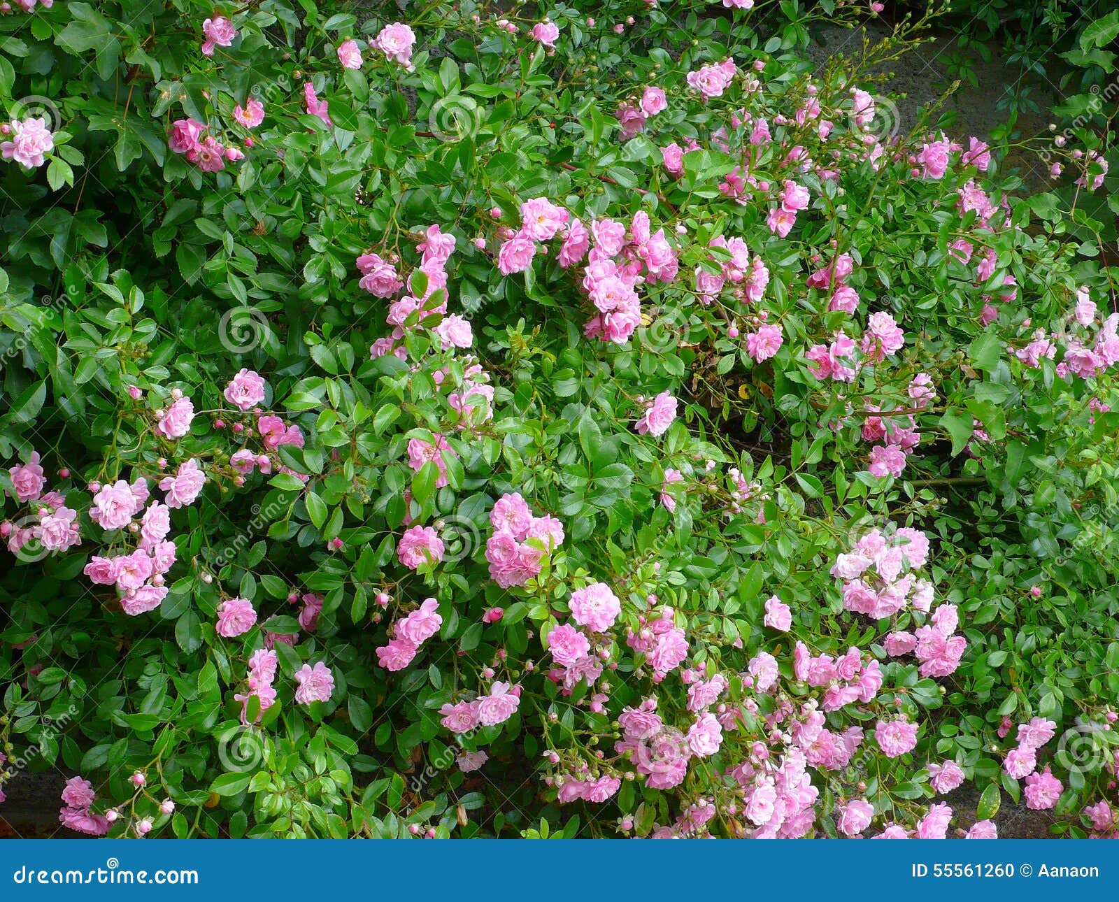 Roses stock photo. Image of flora, flower, nature, bush - 55561260