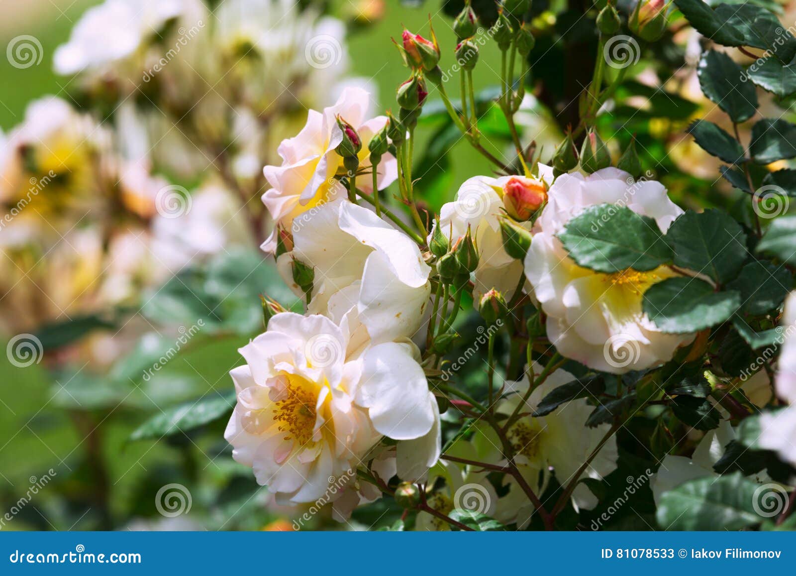 Roses plant in spring stock image. Image of roses, rose - 81078533