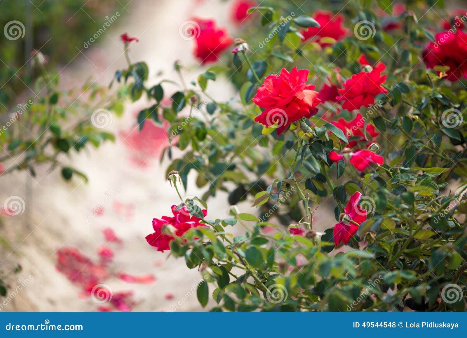 Roses stock photo. Image of tropical, flower, rose, plantation - 49544548