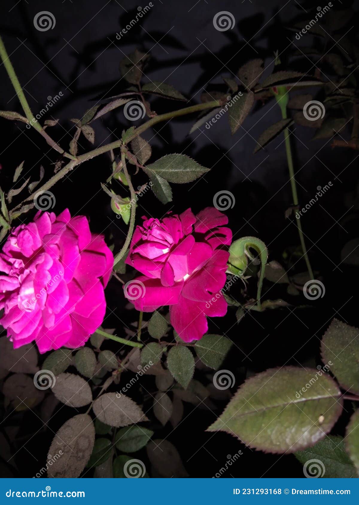 The Roses Position are Very Nice. Stock Photo - Image of nice, ross ...