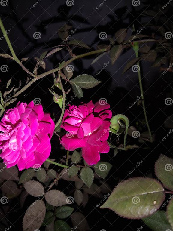 The Roses Position are Very Nice. Stock Photo - Image of nice, ross ...