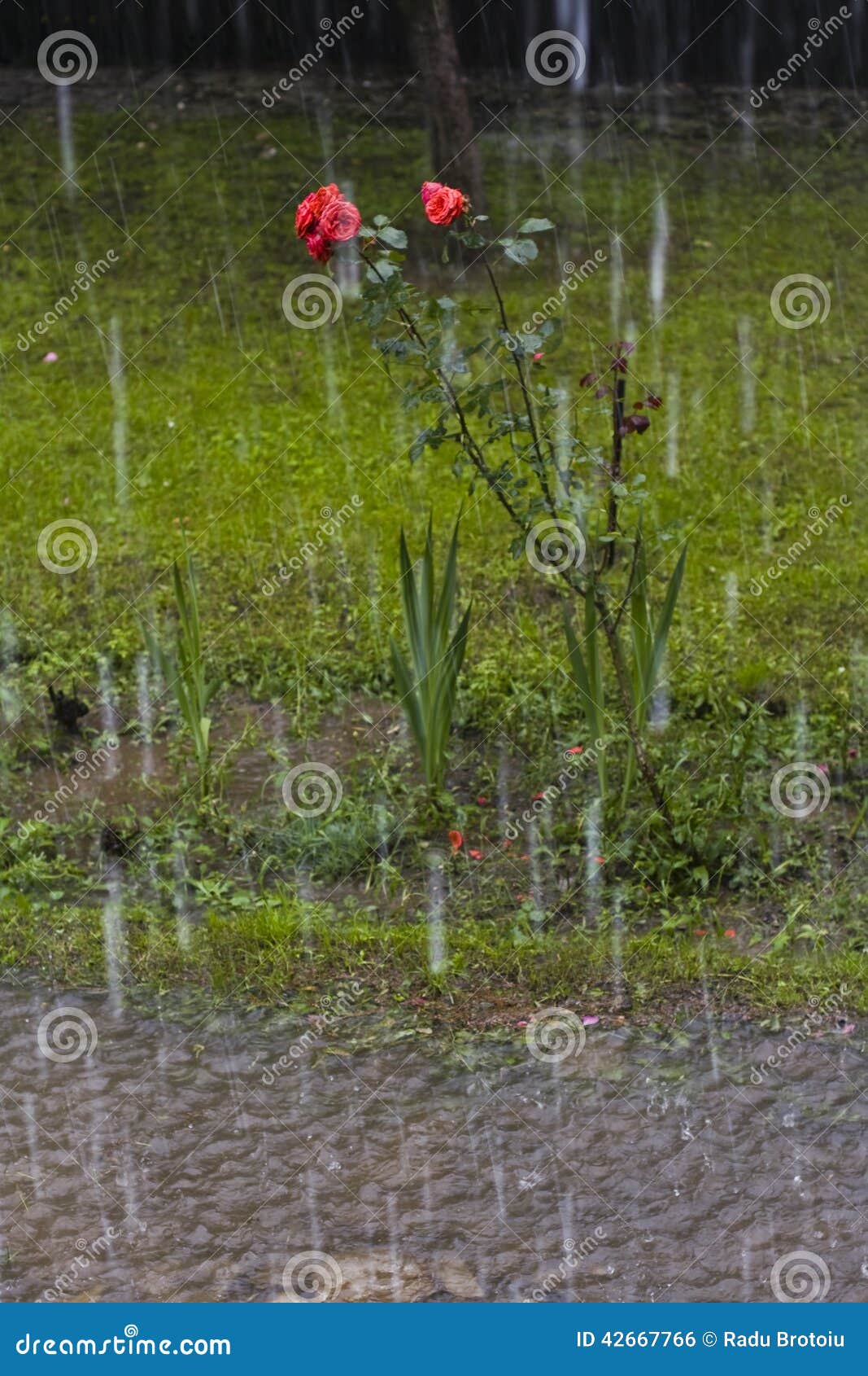 Roses in rain stock photo. Image of garden, flower, planetarium - 42667766