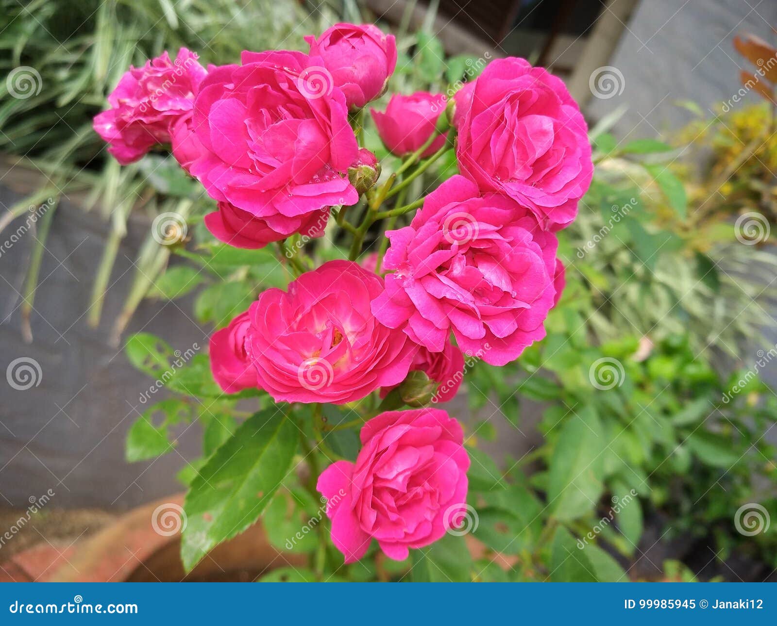 Roses stock image. Image of awesome, roses, bunch, buds - 99985945