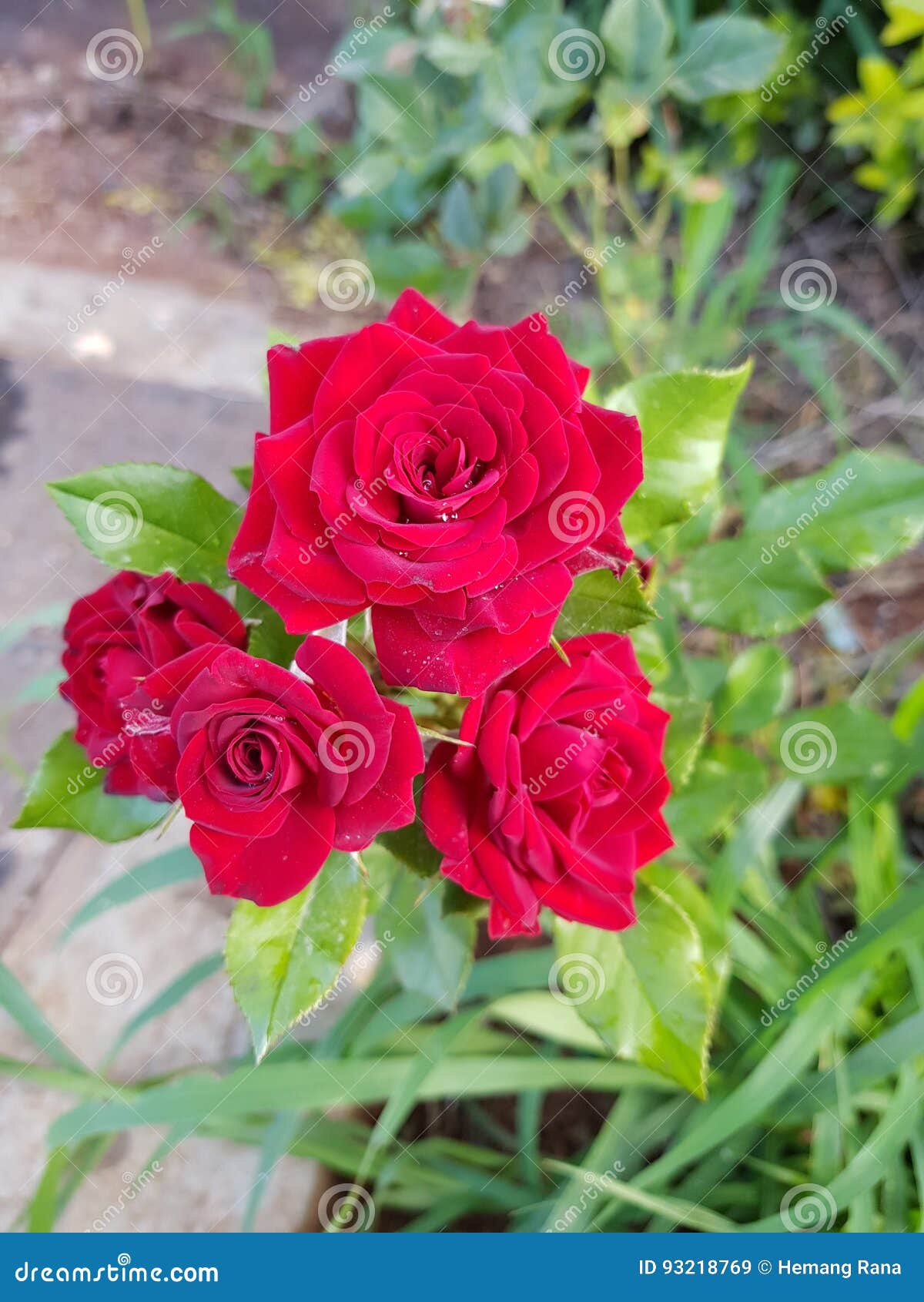 Roses stock image. Image of kenya, roses, wonder, nature - 93218769
