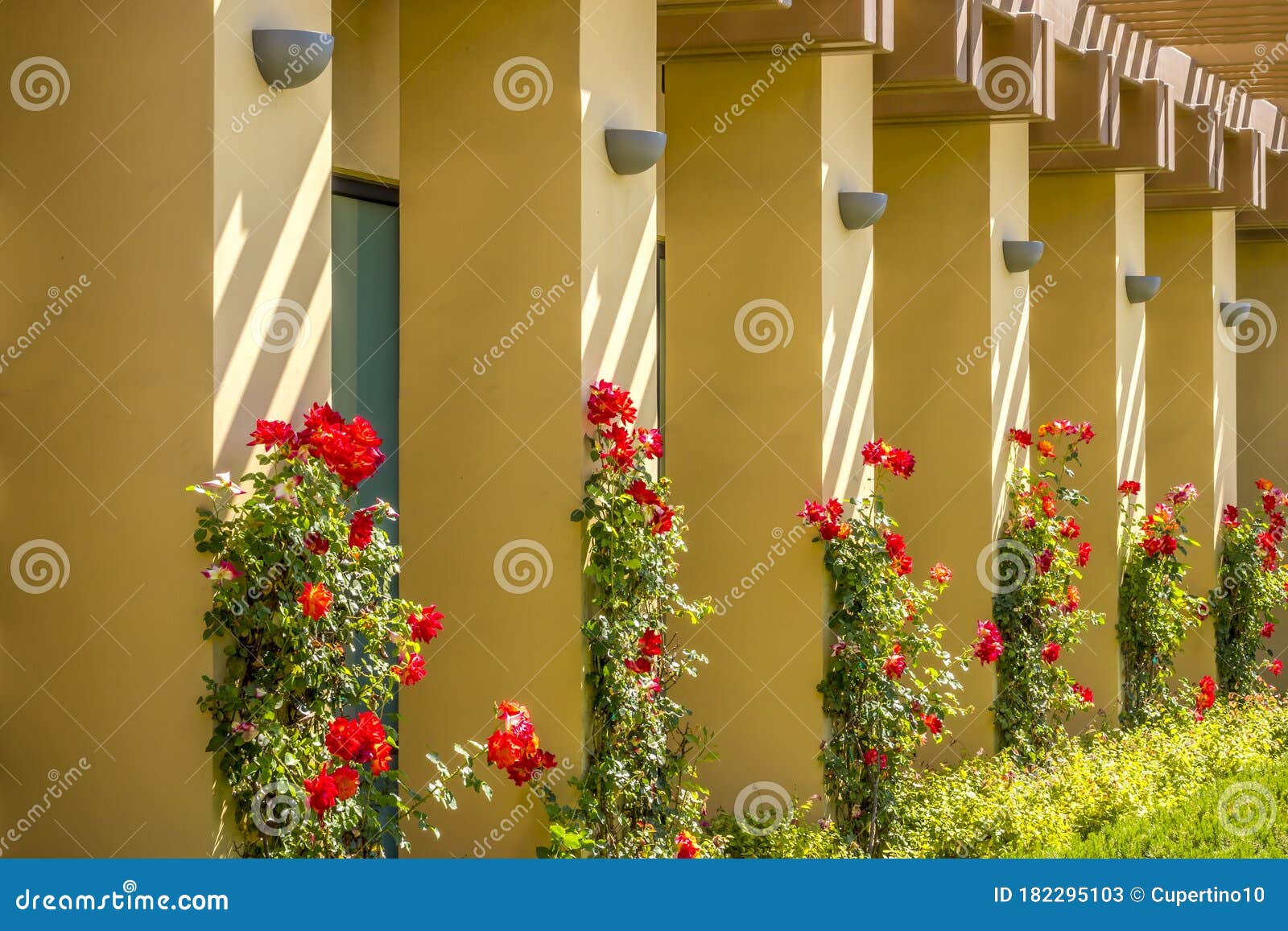 Roses stock image. Image of house, blooming, garden - 182295103