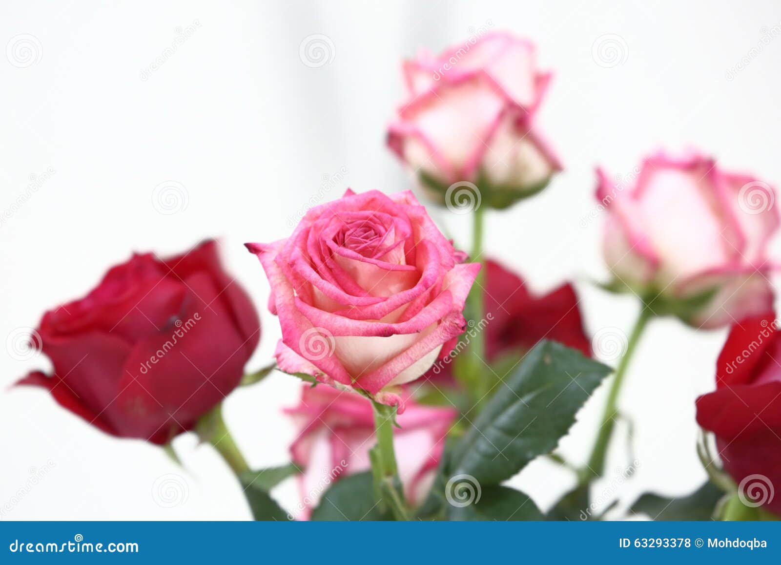 Roses stock photo. Image of flower, petal, bouquet, love - 63293378