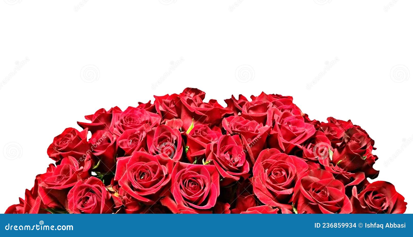 Roses Red Red Roses Red Rose Flowers Romance Gift Stock Photo - Image ...