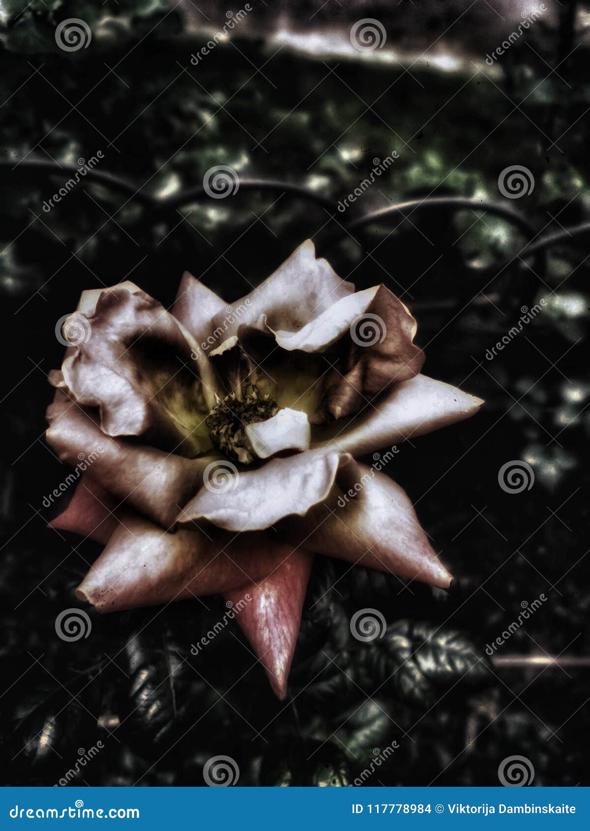 Rose, Hdr Painting, Scratch Colours Stock Photo - Image of violet ...