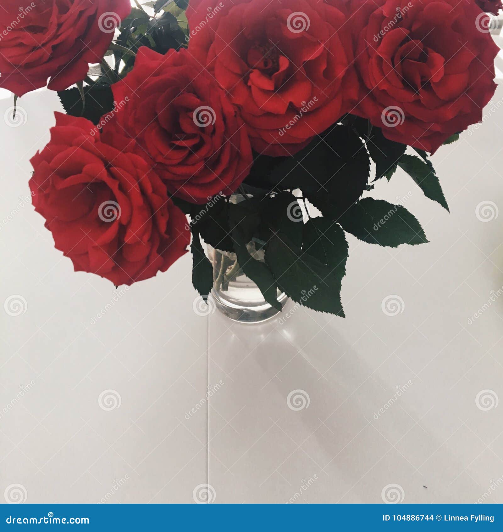 Roses are Red stock photo. Image of beautiful, love - 104886744