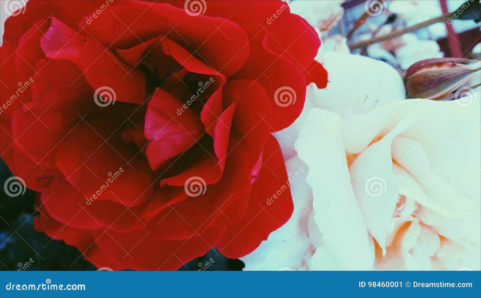 Roses stock image. Image of together, flowers, details - 98460001