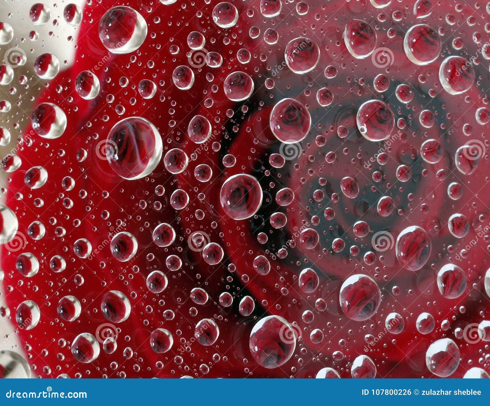 Roses Reflection in Thousands of Raindrop Stock Photo - Image of rainy ...