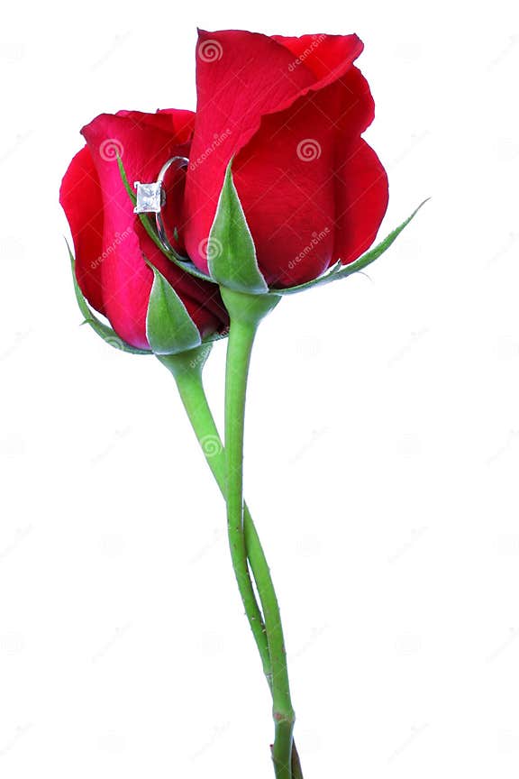 Roses and Ring stock image. Image of fiancee, couple, diamond - 399449