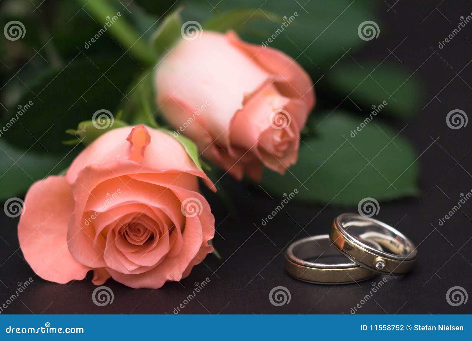 Roses and rings stock photo. Image of gold, close, anniversary - 11558752