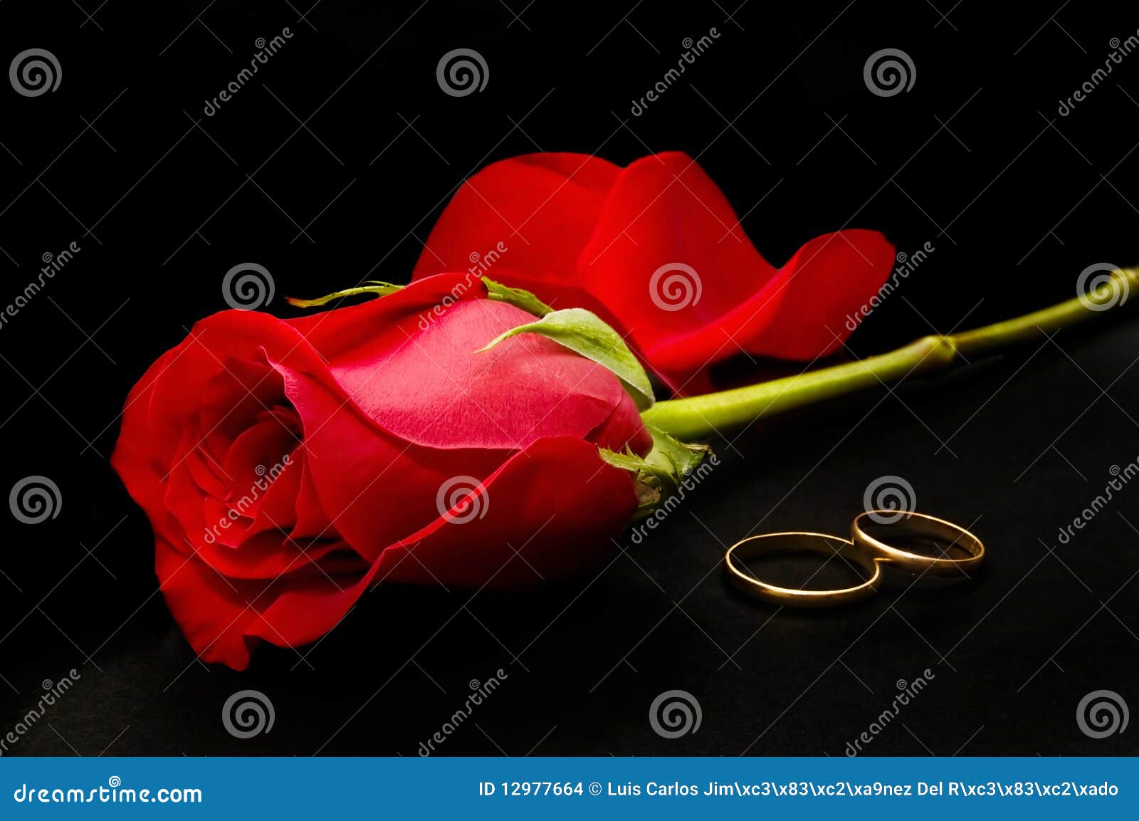 Roses and rings stock photo. Image of petal, roses, black - 12977664
