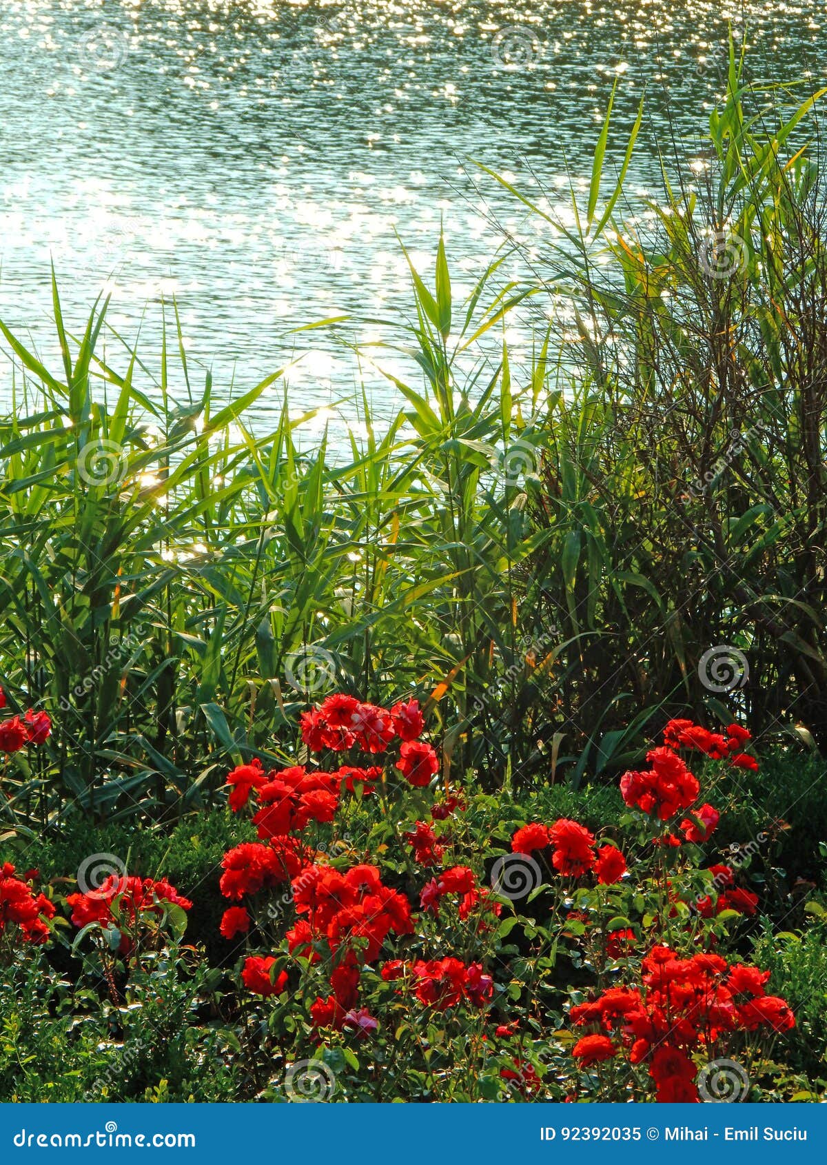 Roses by the river stock image. Image of seasonal, sunlight - 92392035