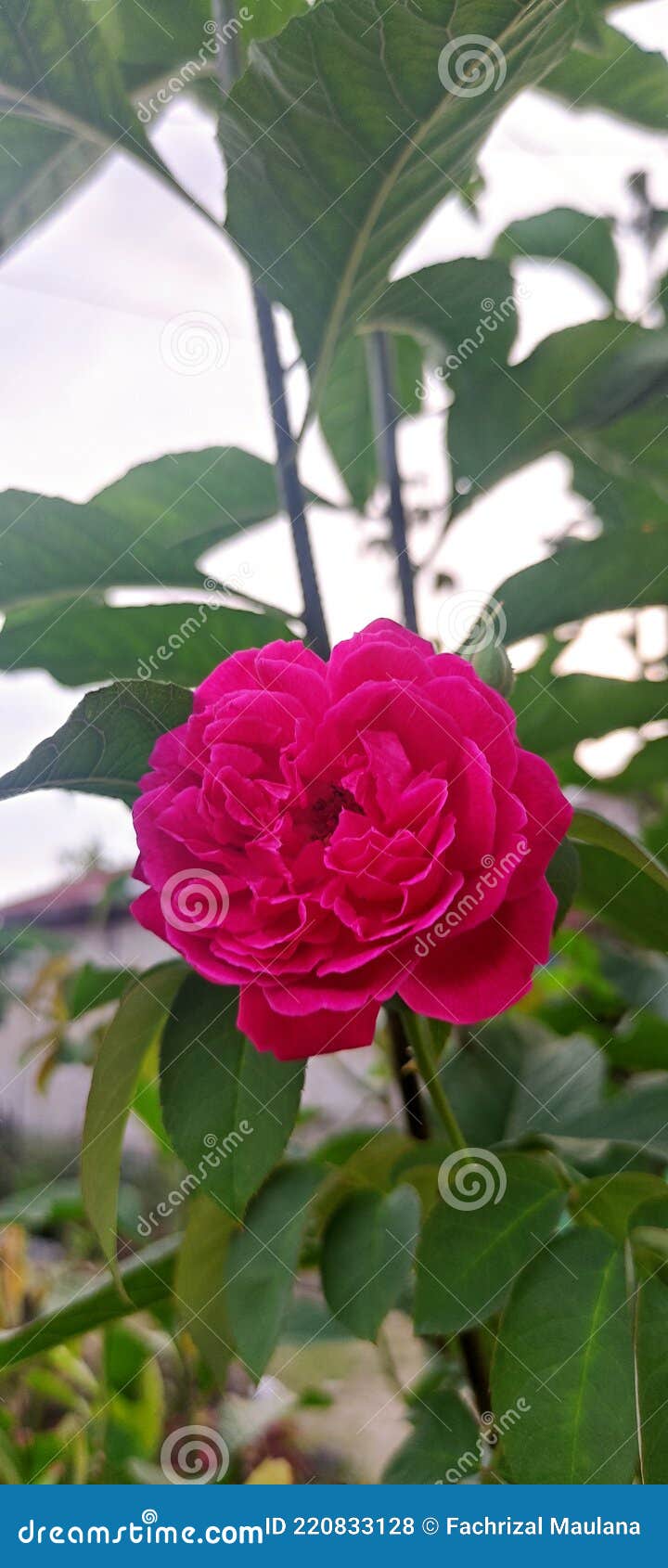 Roses by the Roadside Photographed at Noon Stock Photo - Image of rose ...