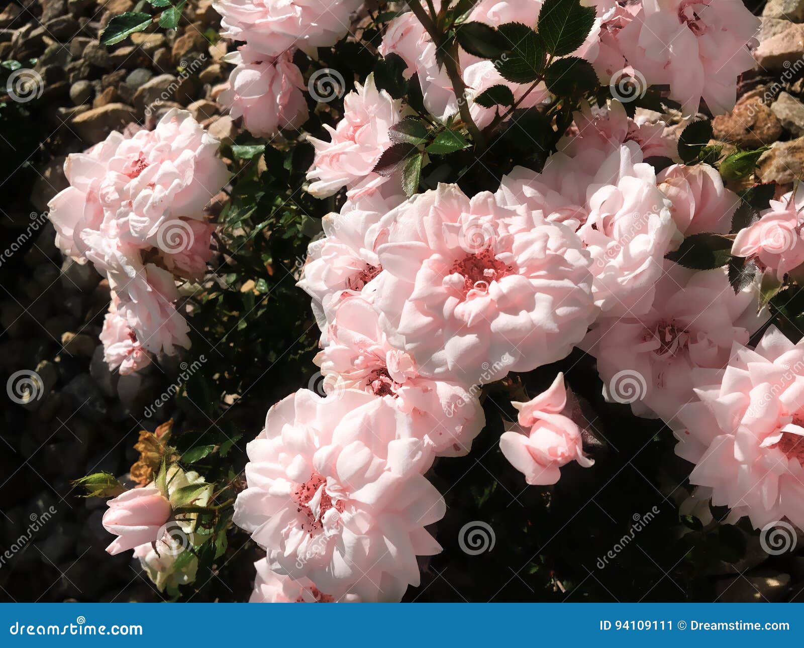 Roses in the Rocks stock image. Image of garden, flower - 94109111