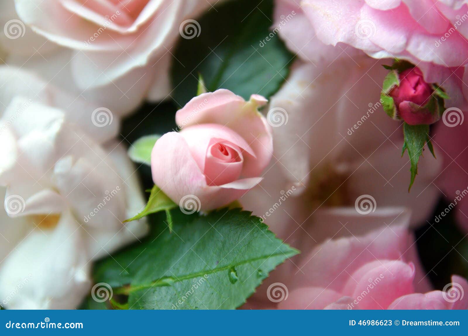 Roses 3 stock image. Image of love, roses, commercial - 46986623