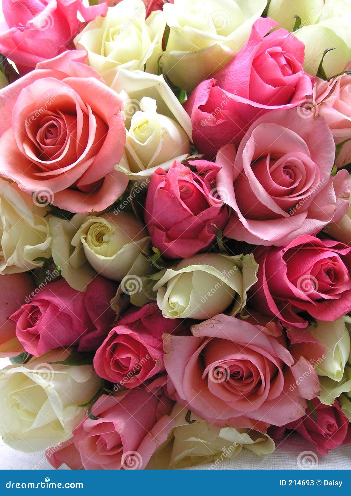 Roses romantiques image stock. Image du mariage, affiche - 214693