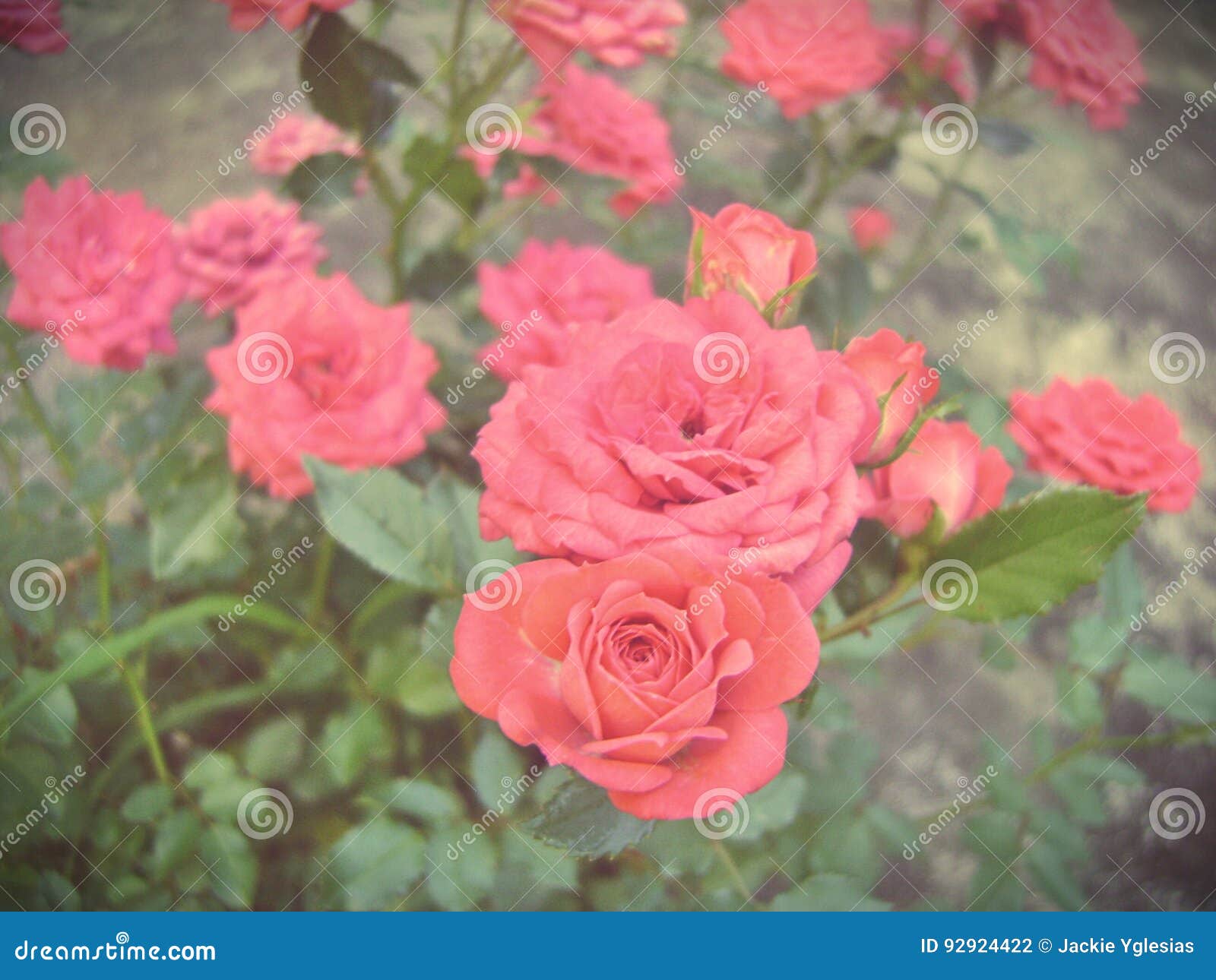 Roses are rose... stock photo. Image of rose, perspectives - 92924422