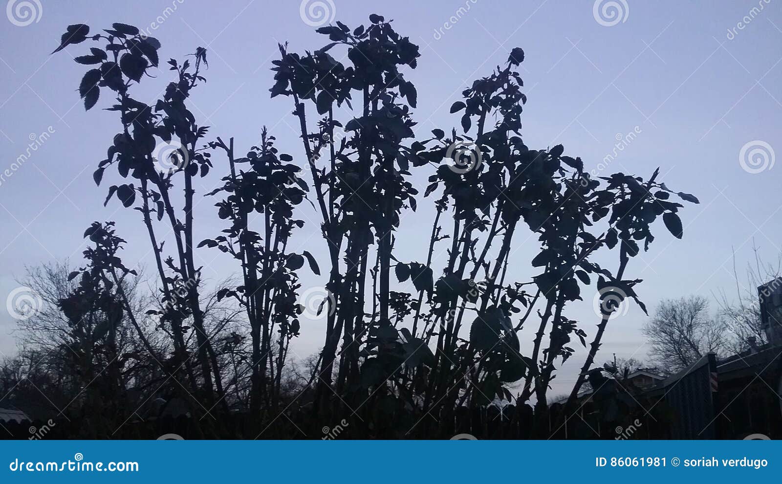 Without roses editorial photo. Image of outside, leaf - 86061981