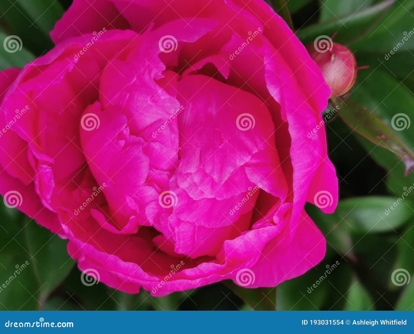 Roses & rosebuds stock photo. Image of rose, peony - 193031554