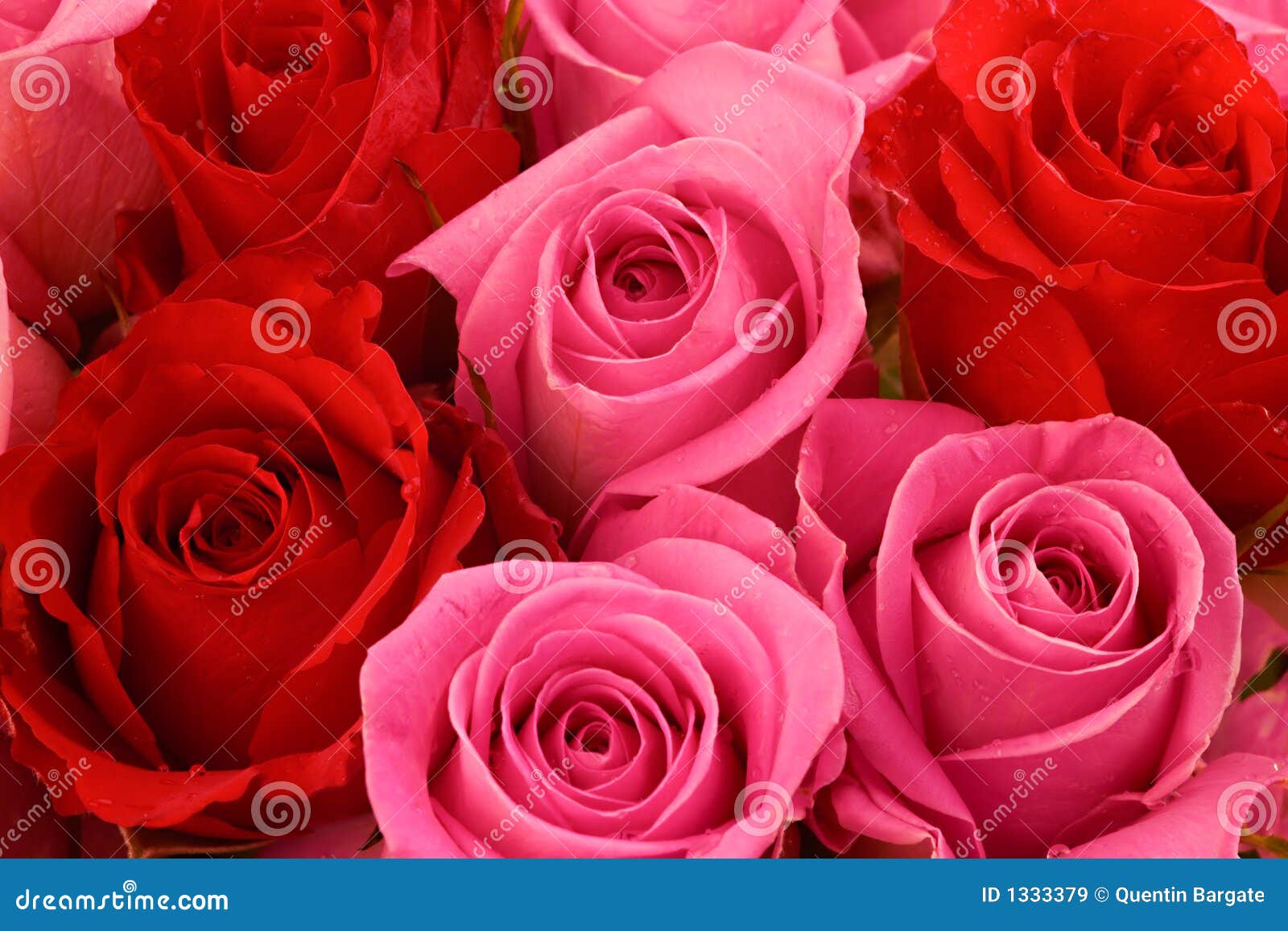 Roses roses et rouges image stock. Image du jardin, centrale - 1333379