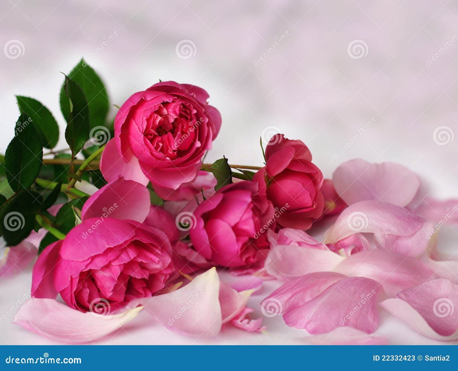 Roses roses romantiques image stock. Image du wallpaper - 22332423
