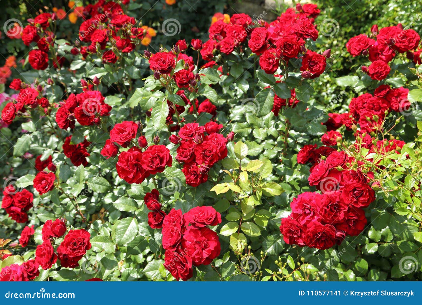 Roses rouges image stock. Image du flore, fleur, couleur - 110577141