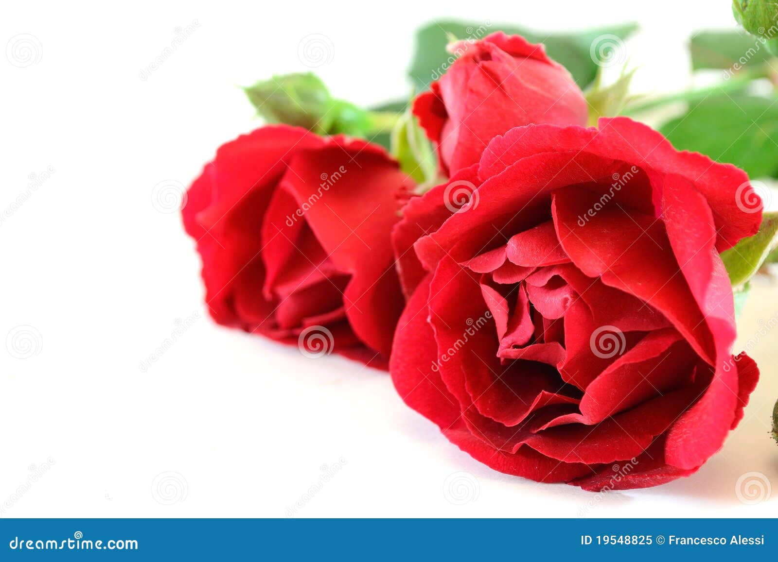 Roses rouges image stock. Image du jour, fête, floral - 19548825