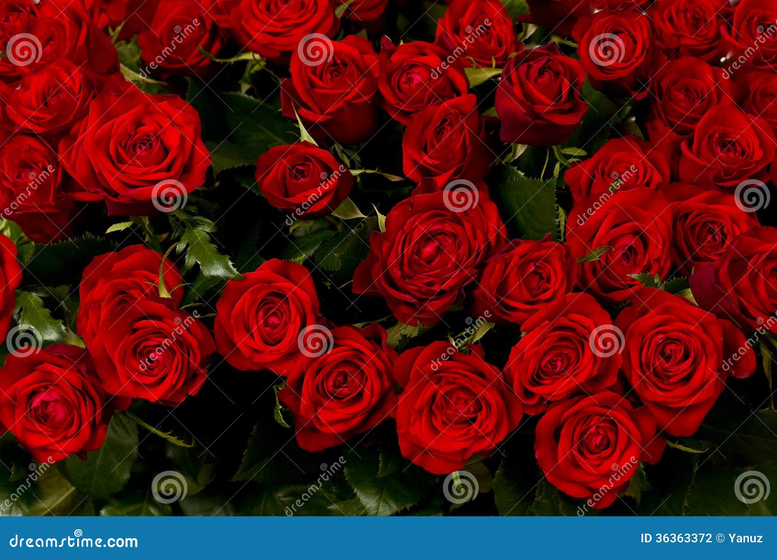 Roses rouges photo stock. Image du rouge, fête, classique - 36363372