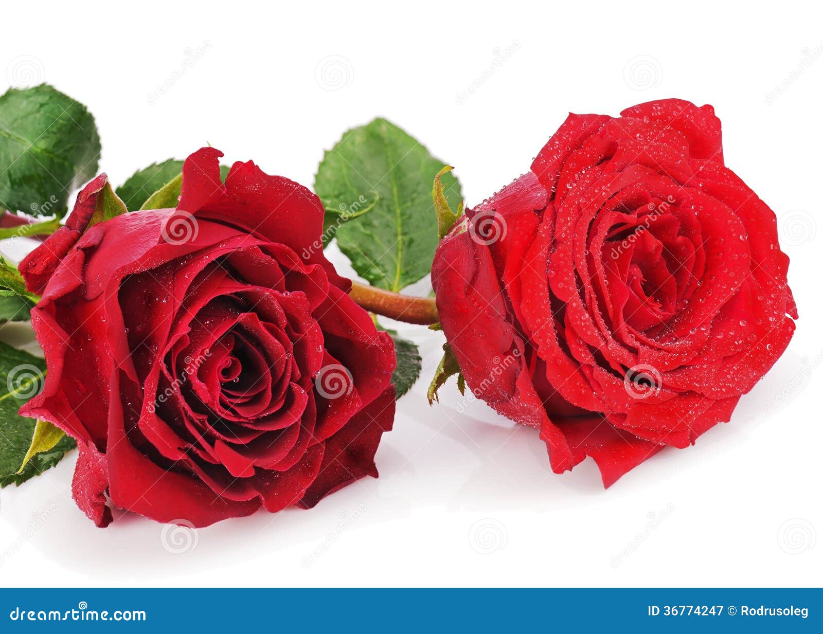 Roses Rouges D'isolement Sur Le Fond Blanc. Image stock - Image du beau ...