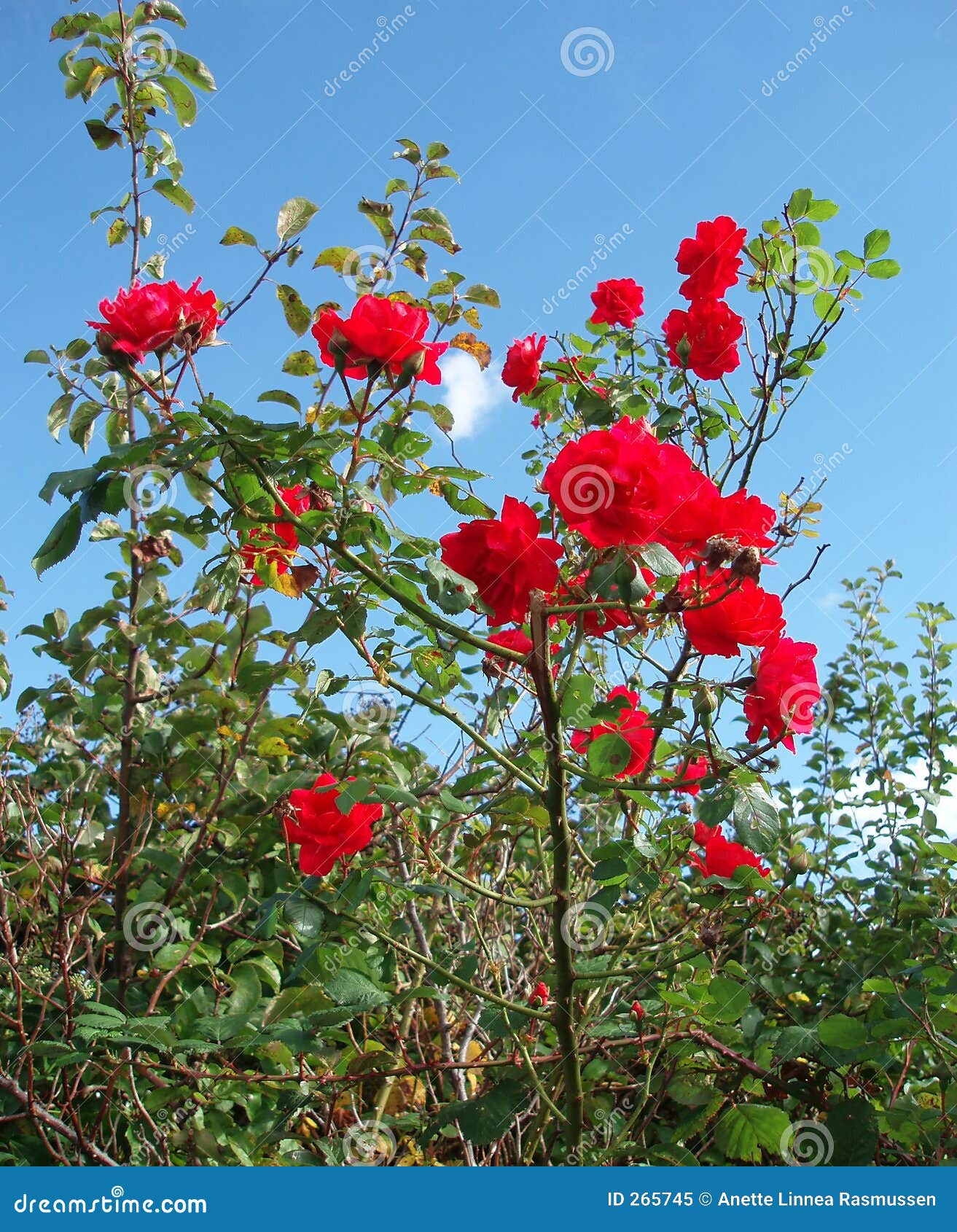 Roses Rouges En Nature Sauvage Image stock - Image du fleur, lame: 265745