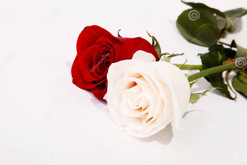 Roses rouges et blanches photo stock. Image du flore - 11918120