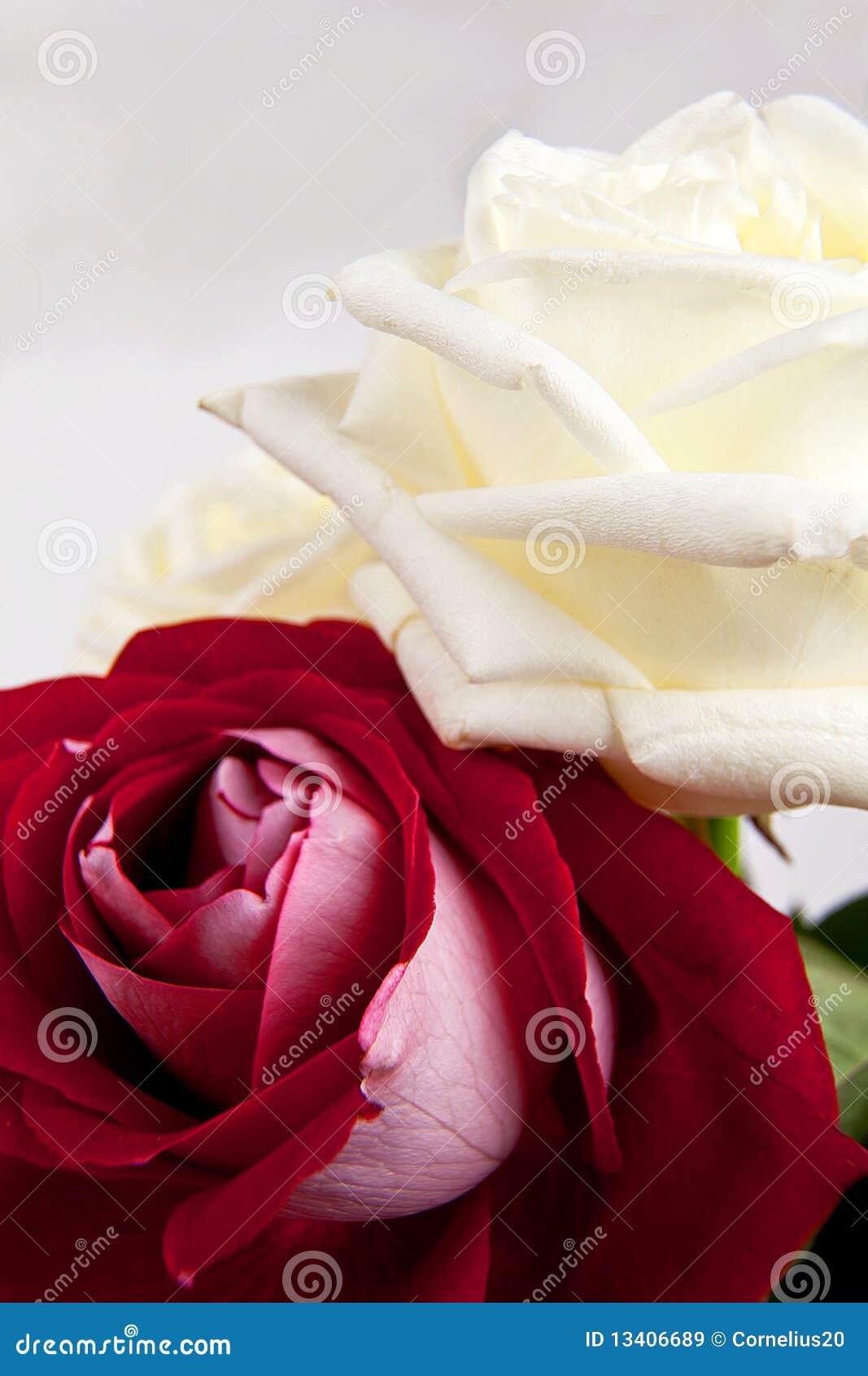 Roses rouges et blanches image stock. Image du centrale - 13406689