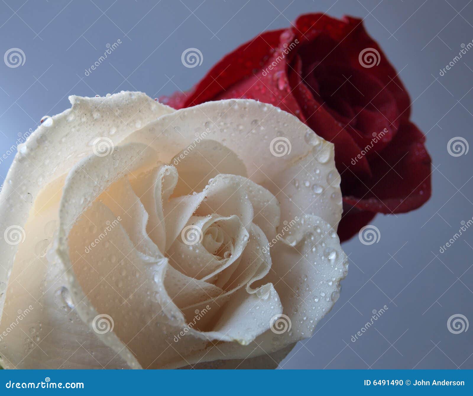 Roses rouges et blanches photo stock. Image du rose, rouge - 6491490