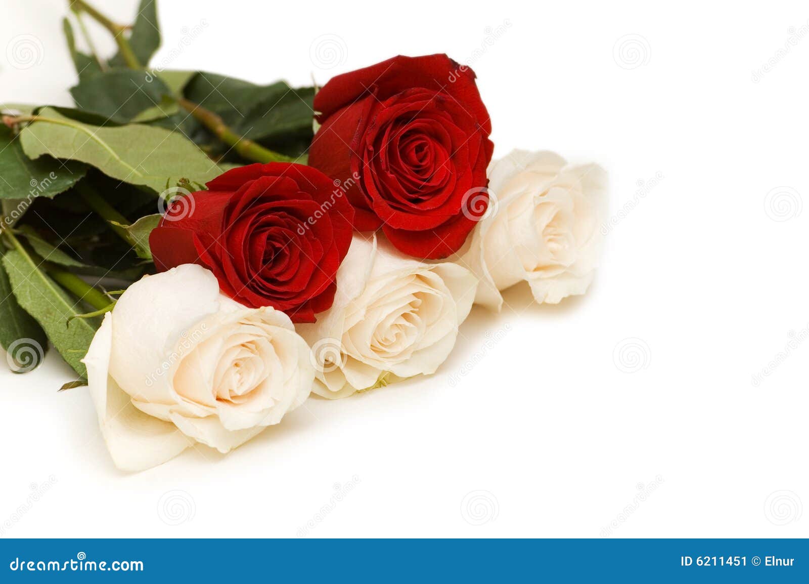 Roses Rouges Et Blanches D'isolement Image stock - Image du rouge ...