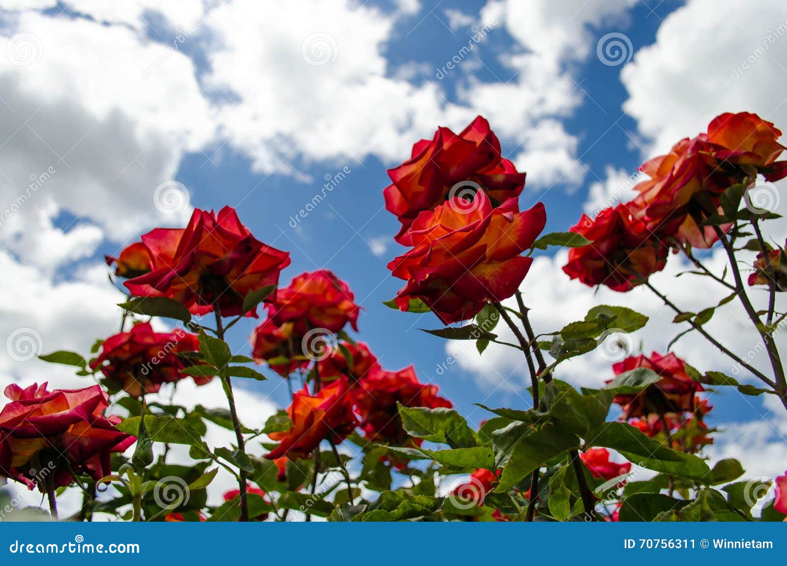 Roses rouges et ciel bleu image stock. Image du normal - 70756311