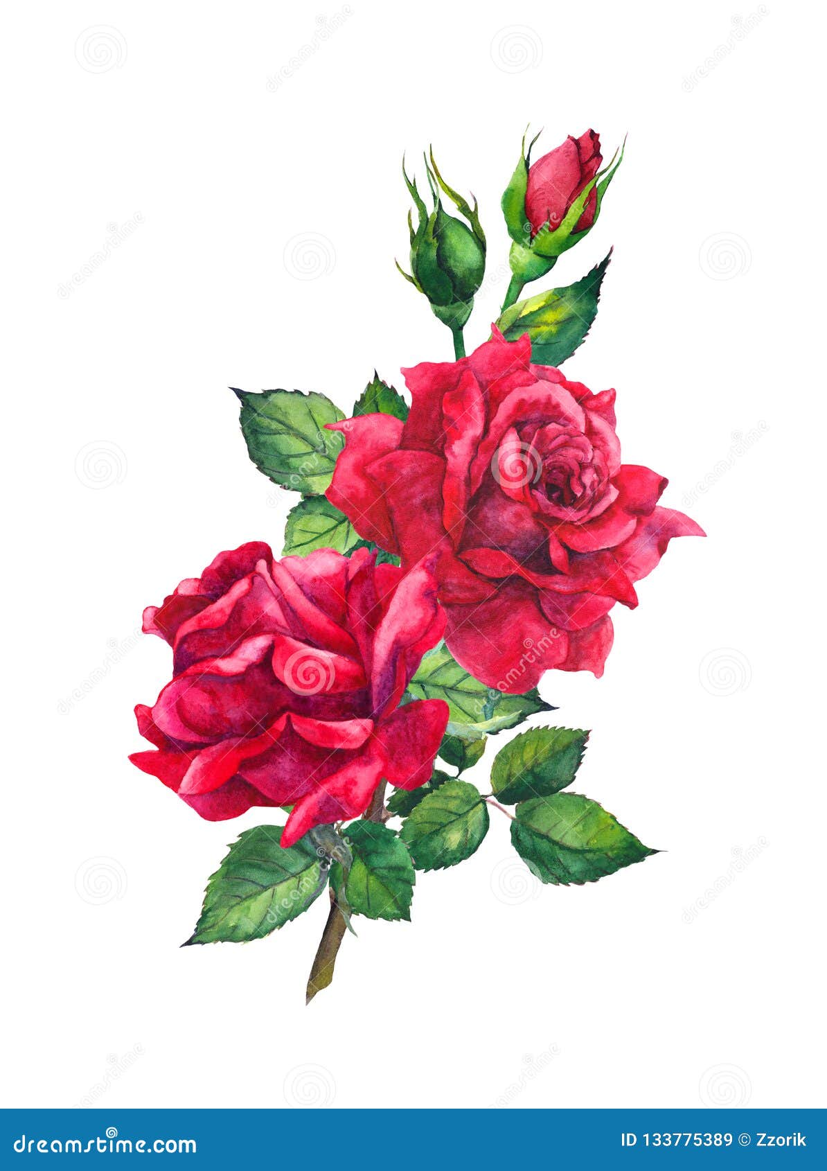 Roses Rouges Fleur D'aquarelle Pour Le Saint Valentin Illustration ...