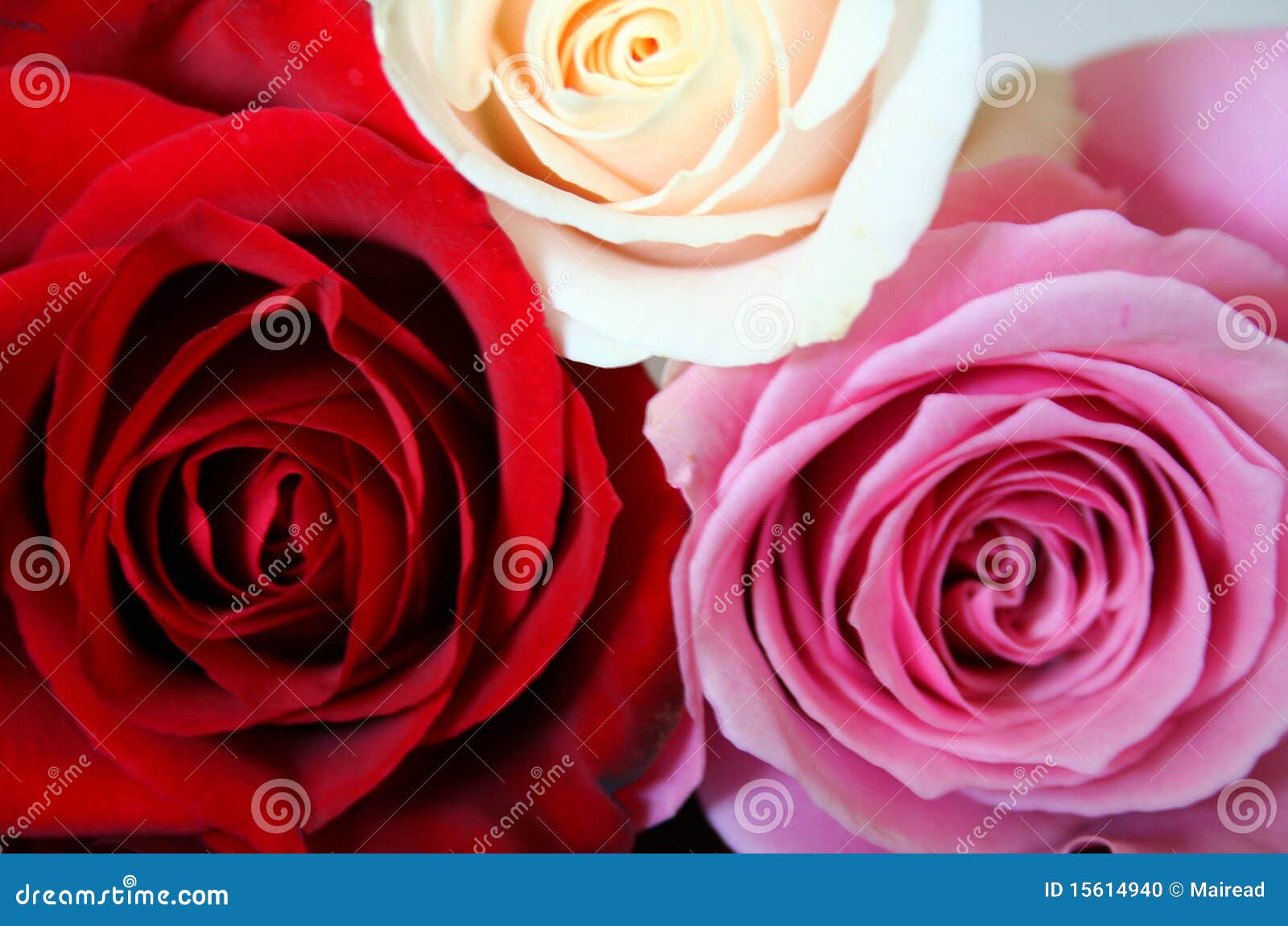 Roses Rouges, Roses Et Blanches Photo stock - Image du couleurs, nature ...