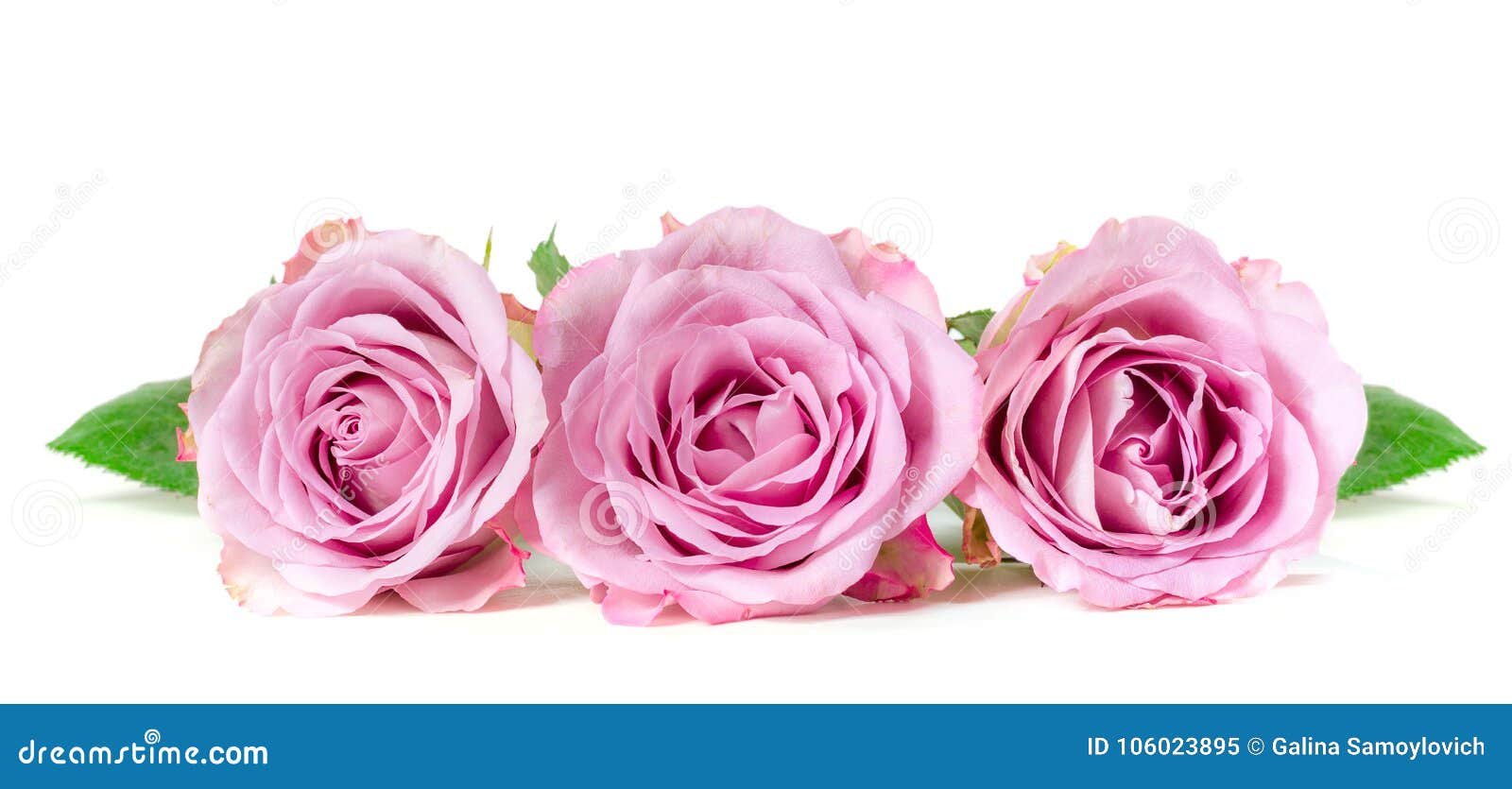 Roses in a row stock image. Image of background, border - 106023895