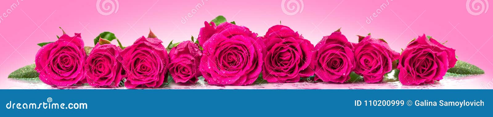 Roses in a row. stock image. Image of copy, bunch, pattern - 110200999