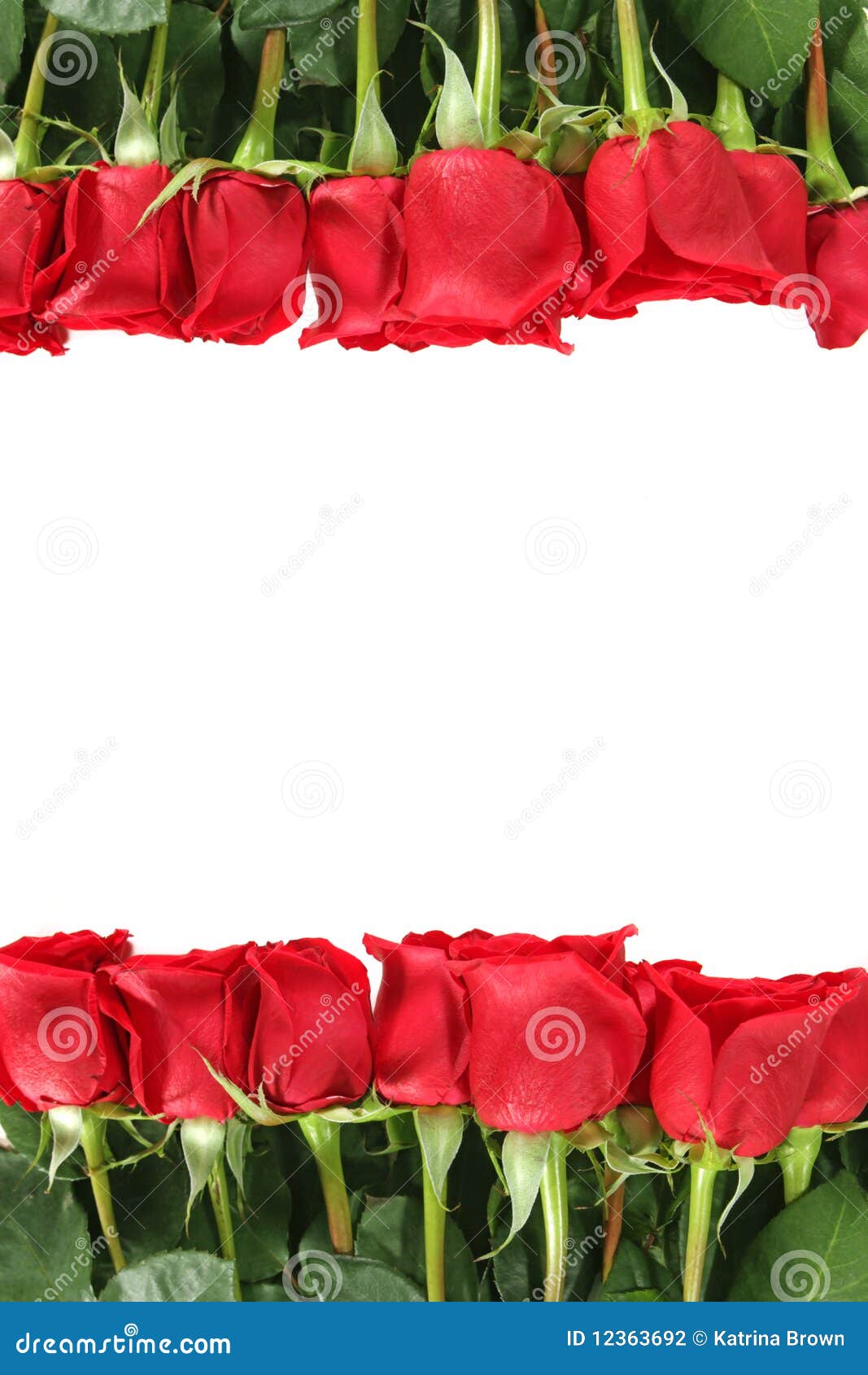 Roses in a Row with Vertical Placement Stock Photo - Image of flirting ...