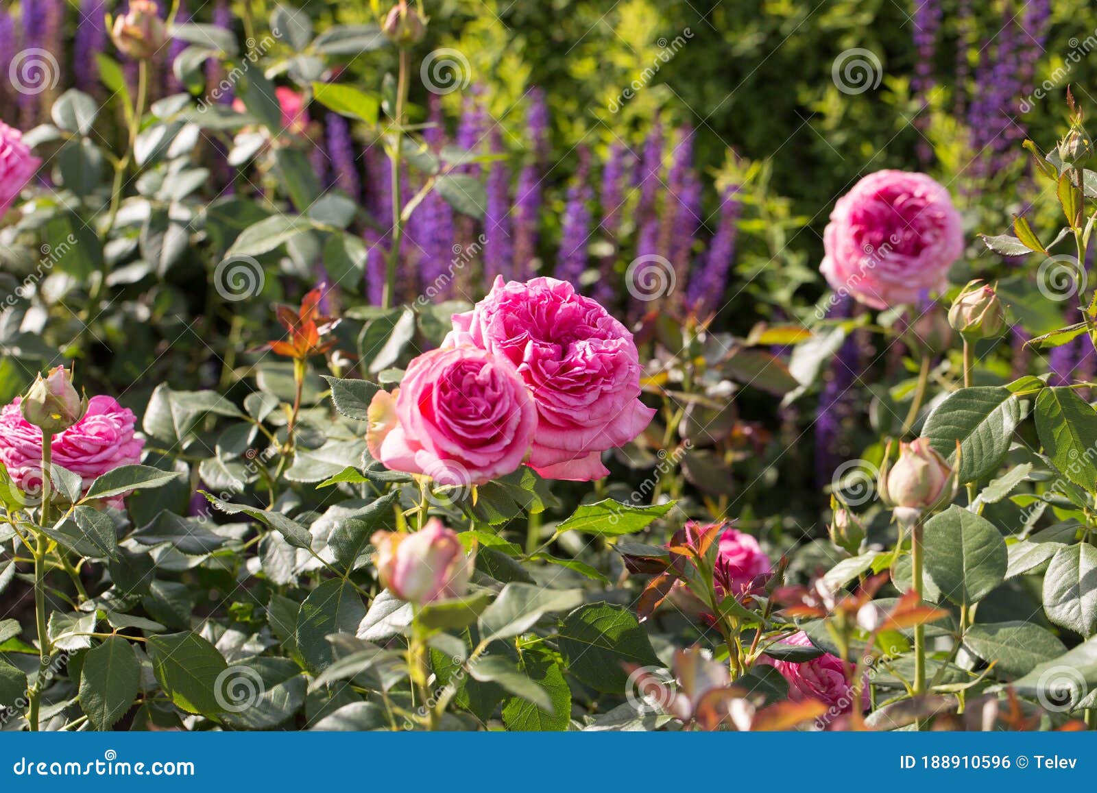 Roses and Sage in the Garden Stock Photo - Image of love, bush: 188910596