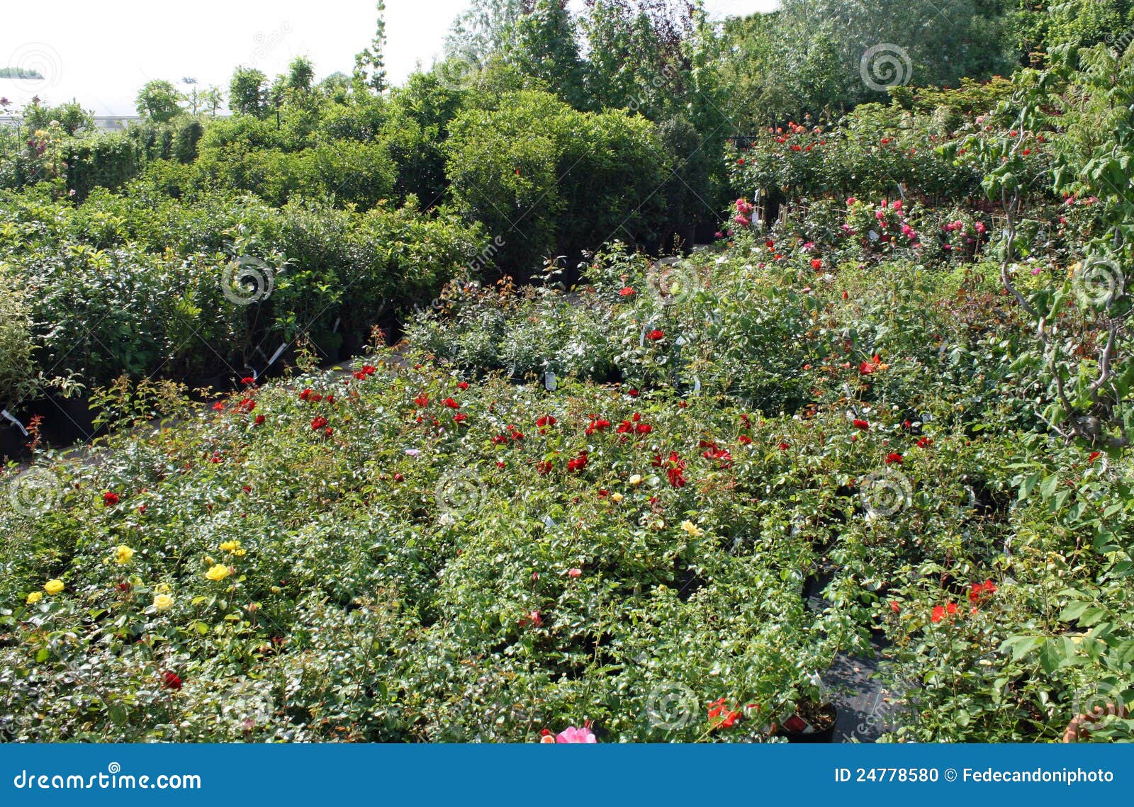 Roses for Sale in the Shop of a Florist Stock Photo - Image of plants ...